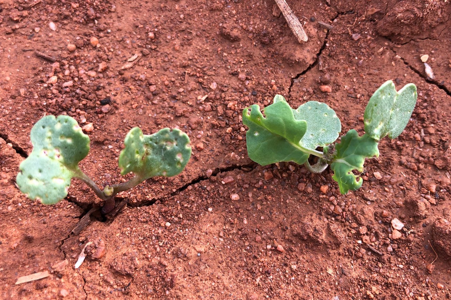 Unusual activity: flea beetles, root aphids and leafhoppers – Cesar ...