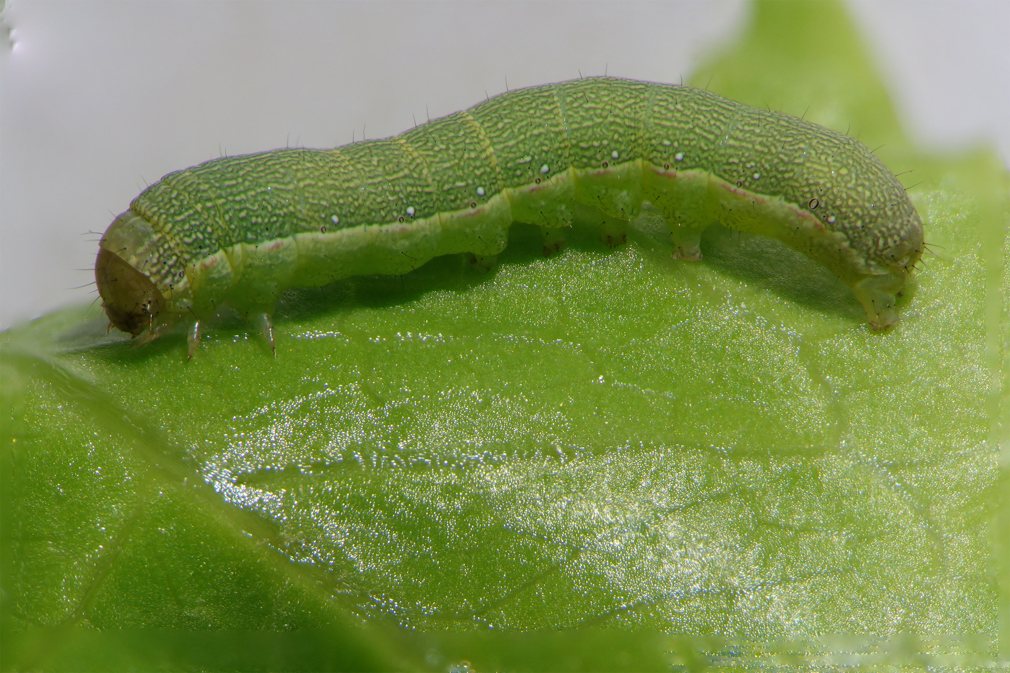 Winter crops might be safe from at least one armyworm species – Cesar ...