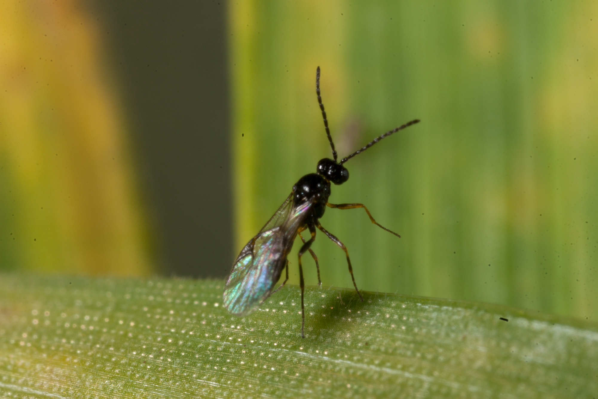 Aphid parasitoids – Cesar Australia