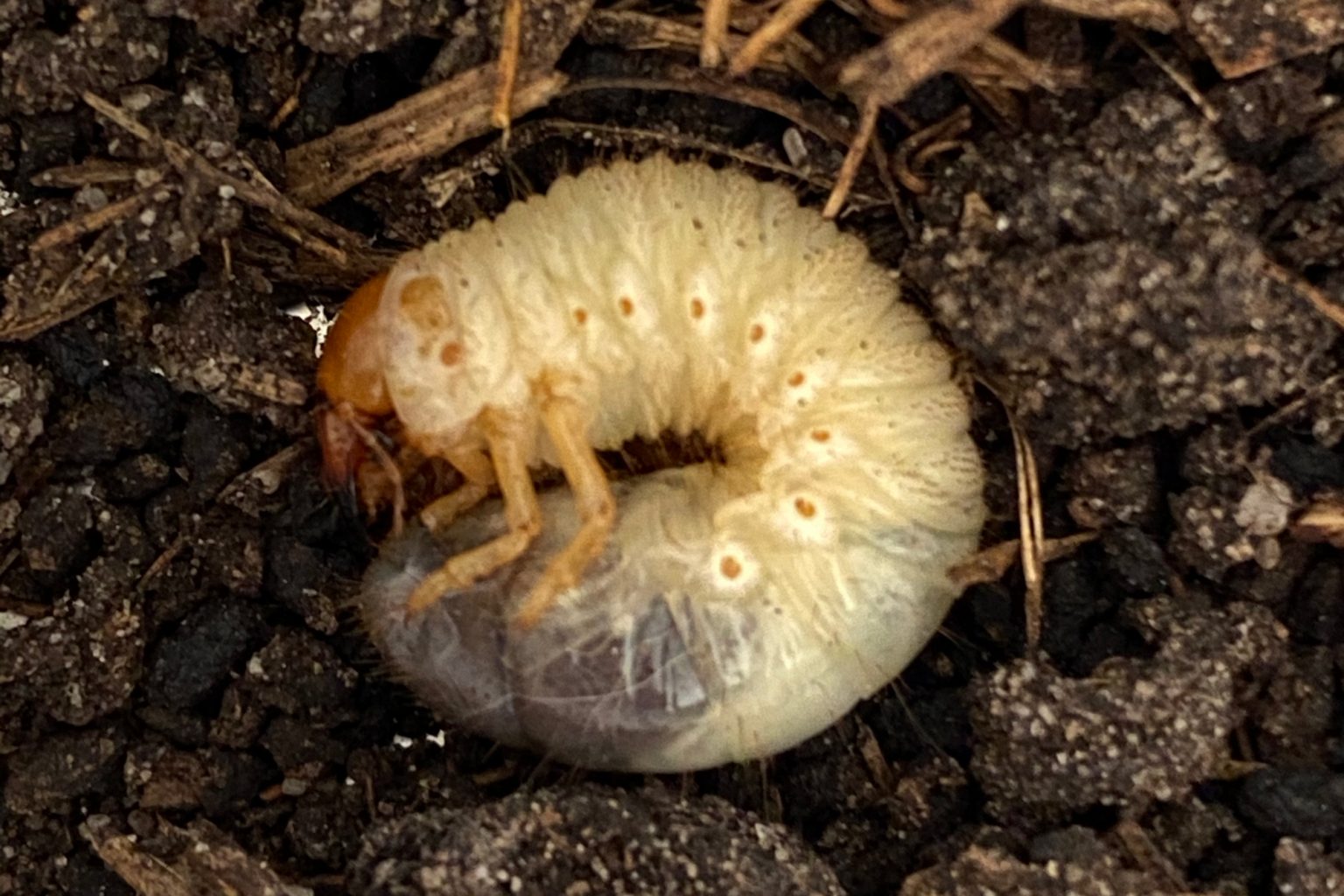 How to take a photo for (successful) invertebrate identification ... How to take a photo for (successful) invertebrate identification ...