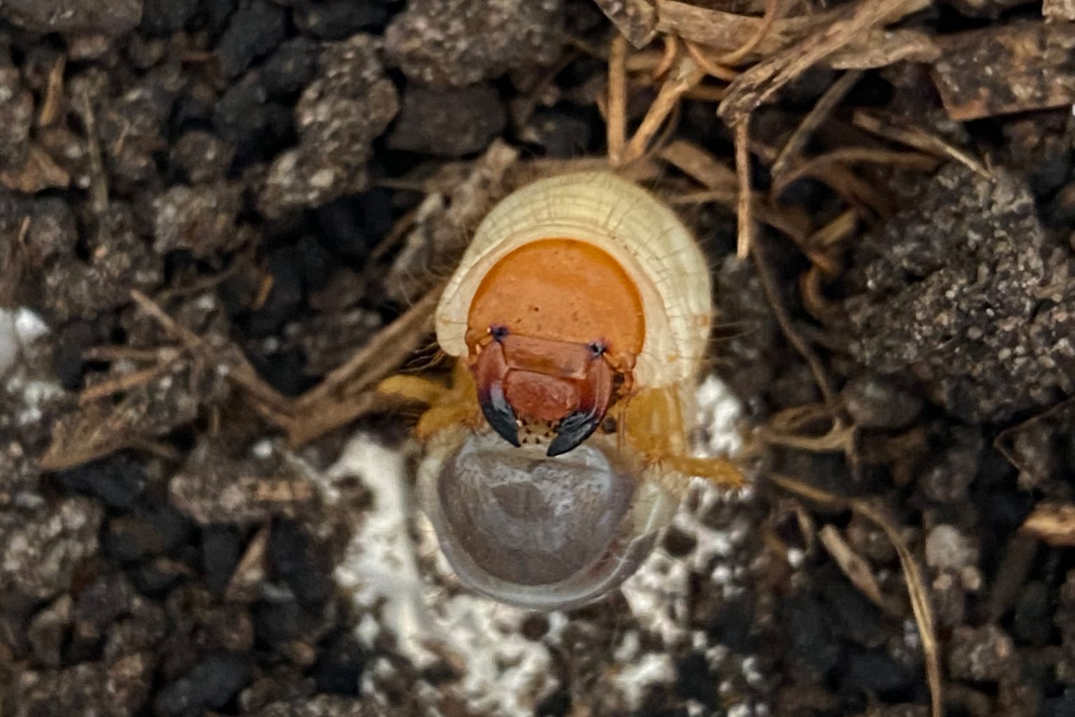 How to take a photo for (successful) invertebrate identification ...