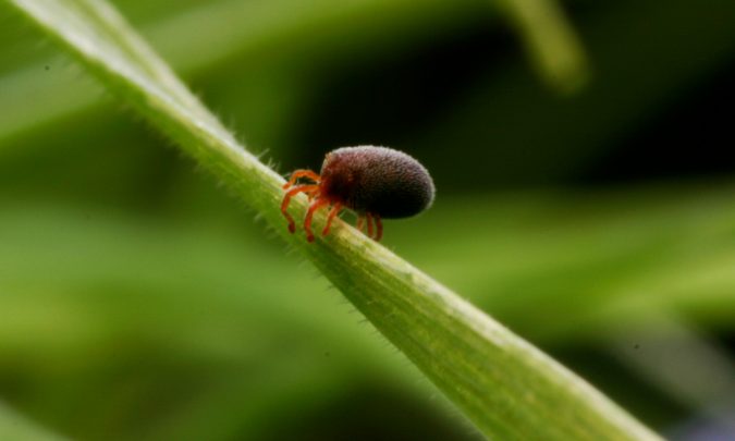 Mites – Cesar Australia