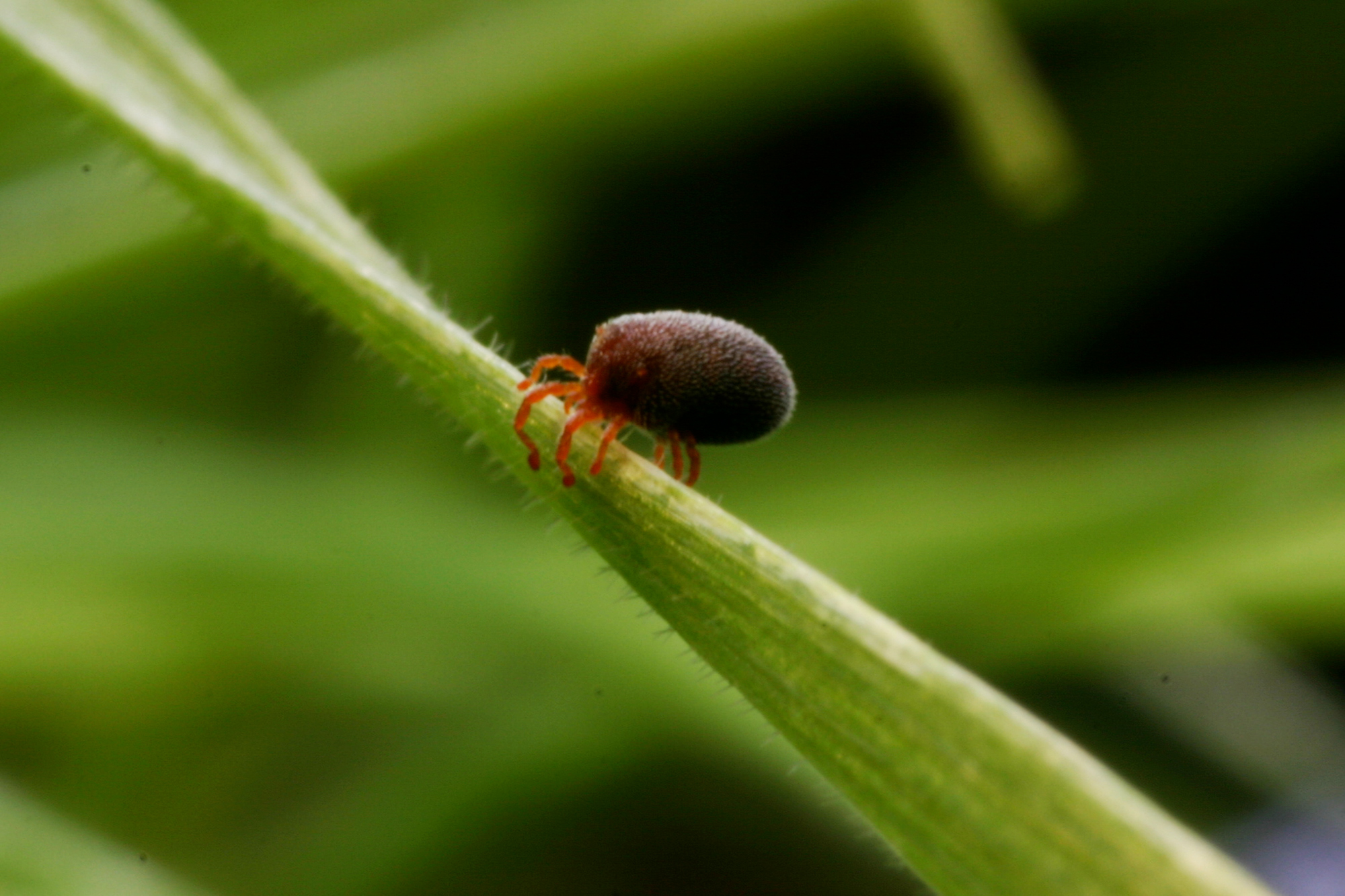 Balaustium mite – Cesar Australia