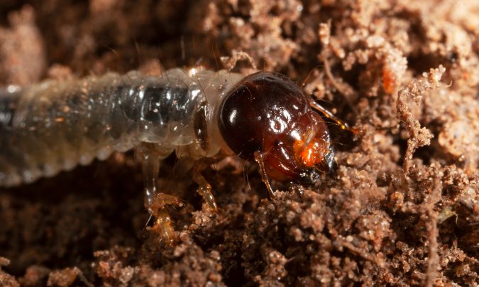 Blackheaded pasture cockchafer – Cesar Australia