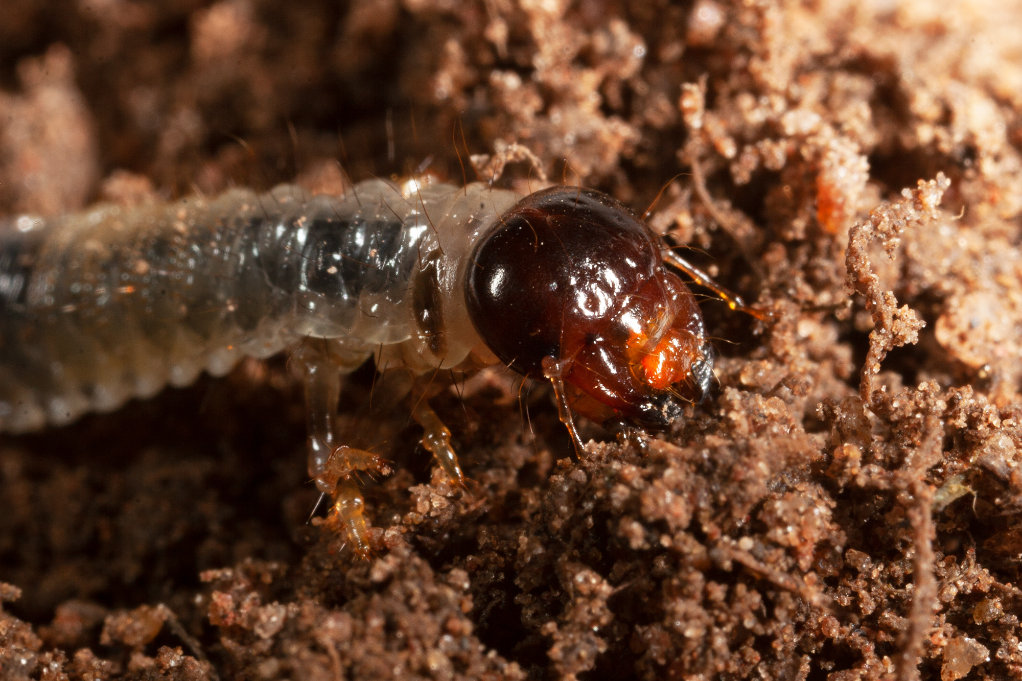Blackheaded pasture cockchafer – Cesar Australia
