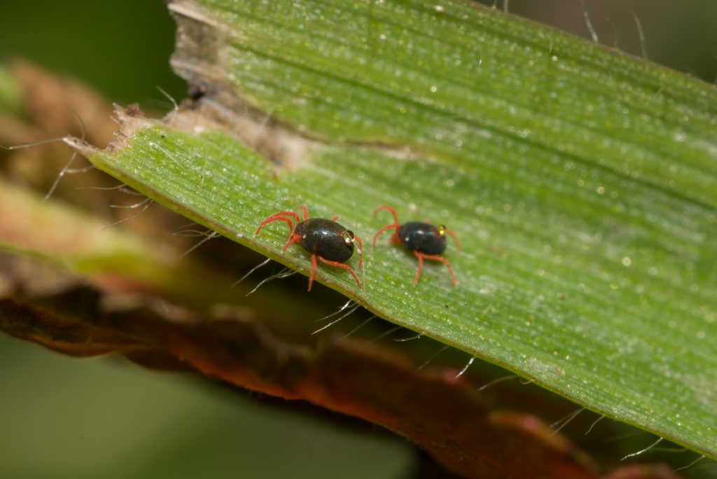 Mites – Cesar Australia