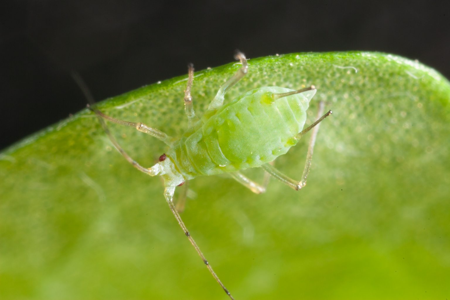 Current projects – Cesar Australia