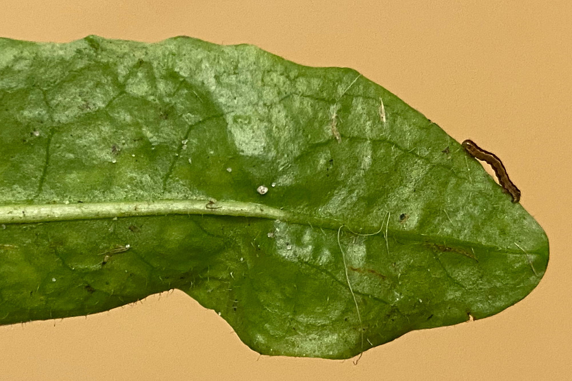 PestFacts articles – Page 5 – Cesar Australia