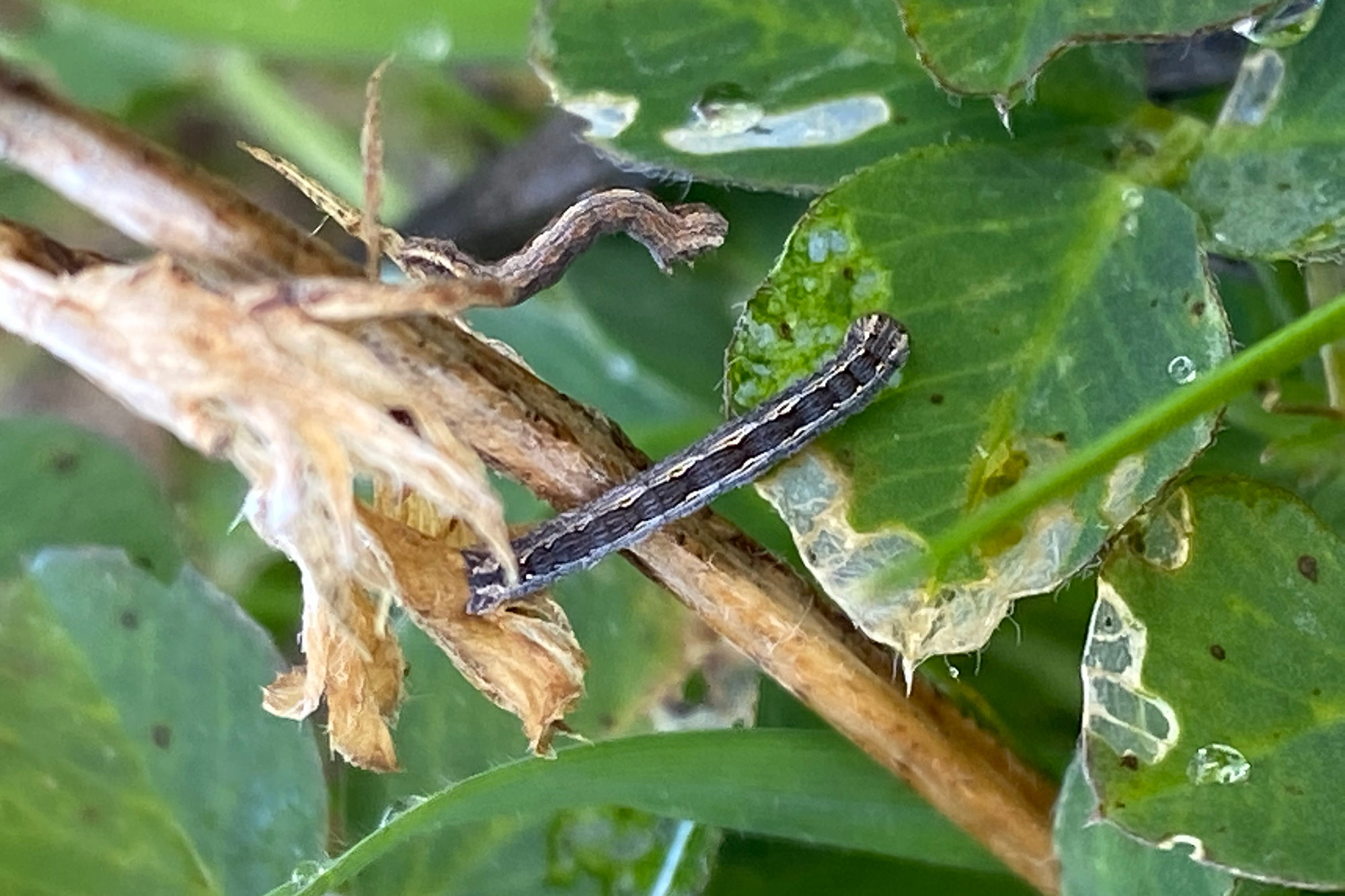 Top five points about the brown pasture looper – Cesar Australia