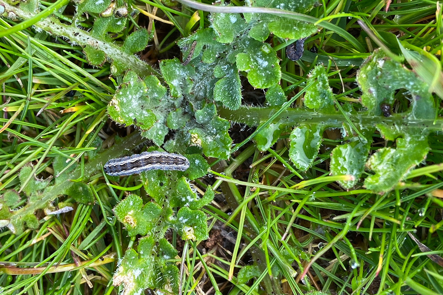 Top five points about the brown pasture looper – Cesar Australia