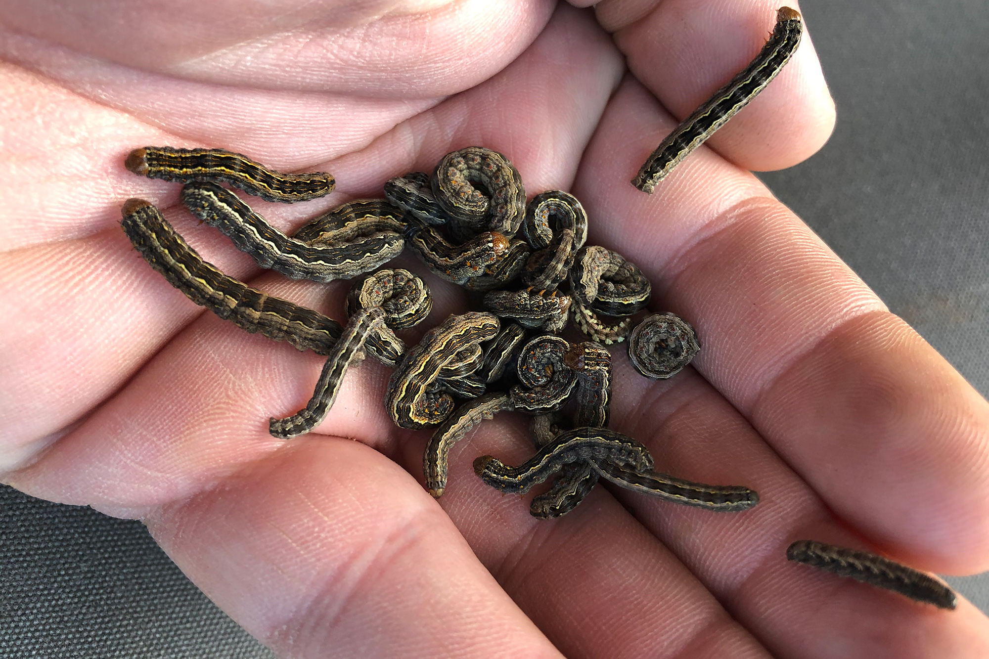 Native armyworms in crops this spring – Cesar Australia