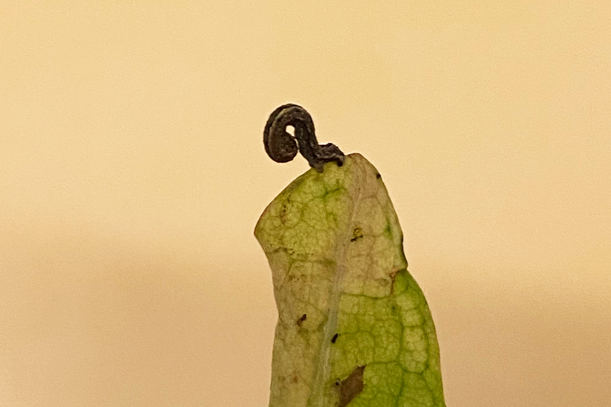 Top five points about the brown pasture looper – Cesar Australia