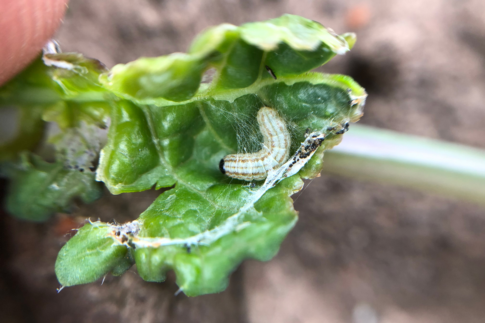 How to take a photo for (successful) invertebrate identification ...