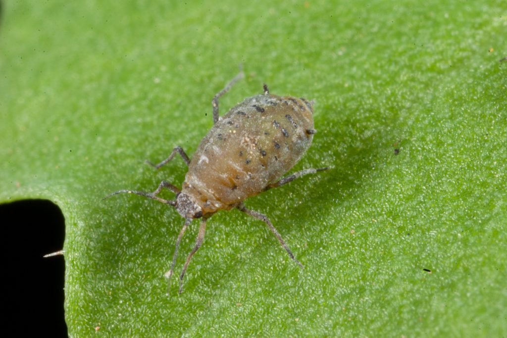 Cabbage aphid – Cesar Australia