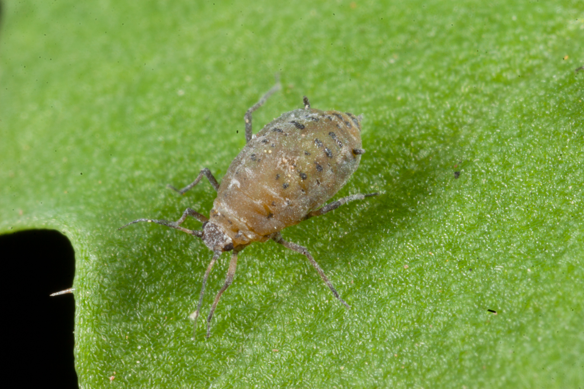 Cabbage aphid – Cesar Australia