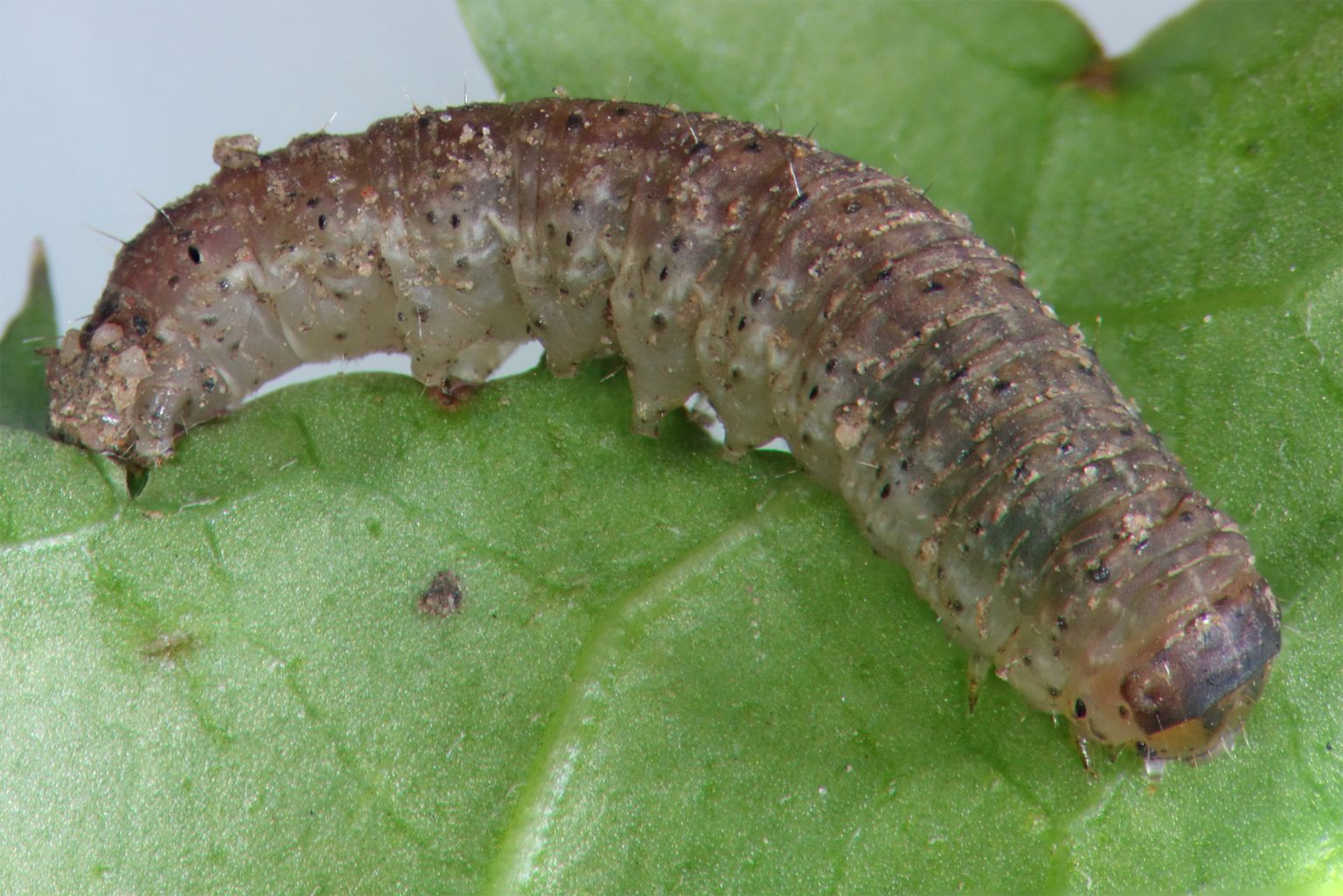 Chewed cereals: pasture webworm or cutworm? – Cesar Australia