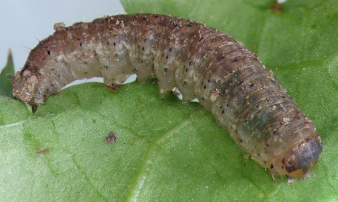 Cutworm – Cesar Australia