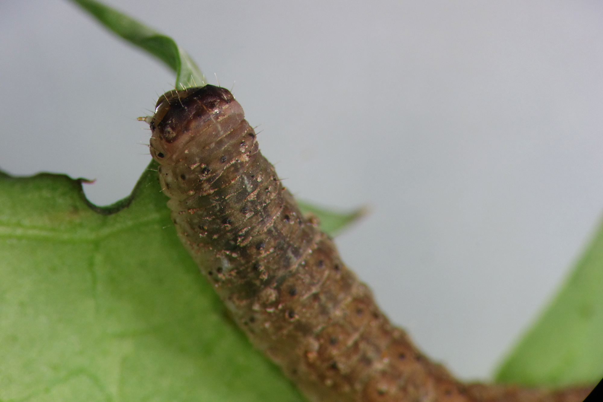 Night feeders: armyworm and cutworm – Cesar Australia
