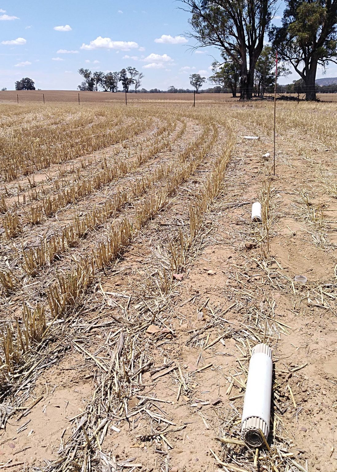 Challenges with earwigs, millipedes and slaters in broadacre crops ...