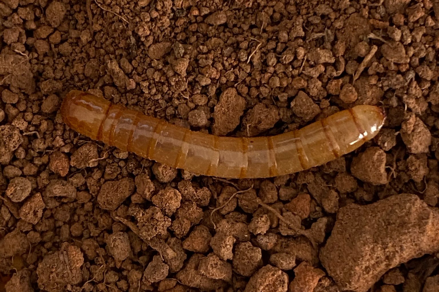 How to take a photo for (successful) invertebrate identification ...