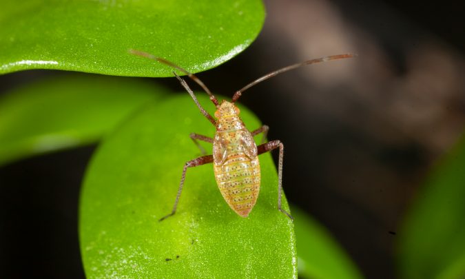 Green mirids – Cesar Australia