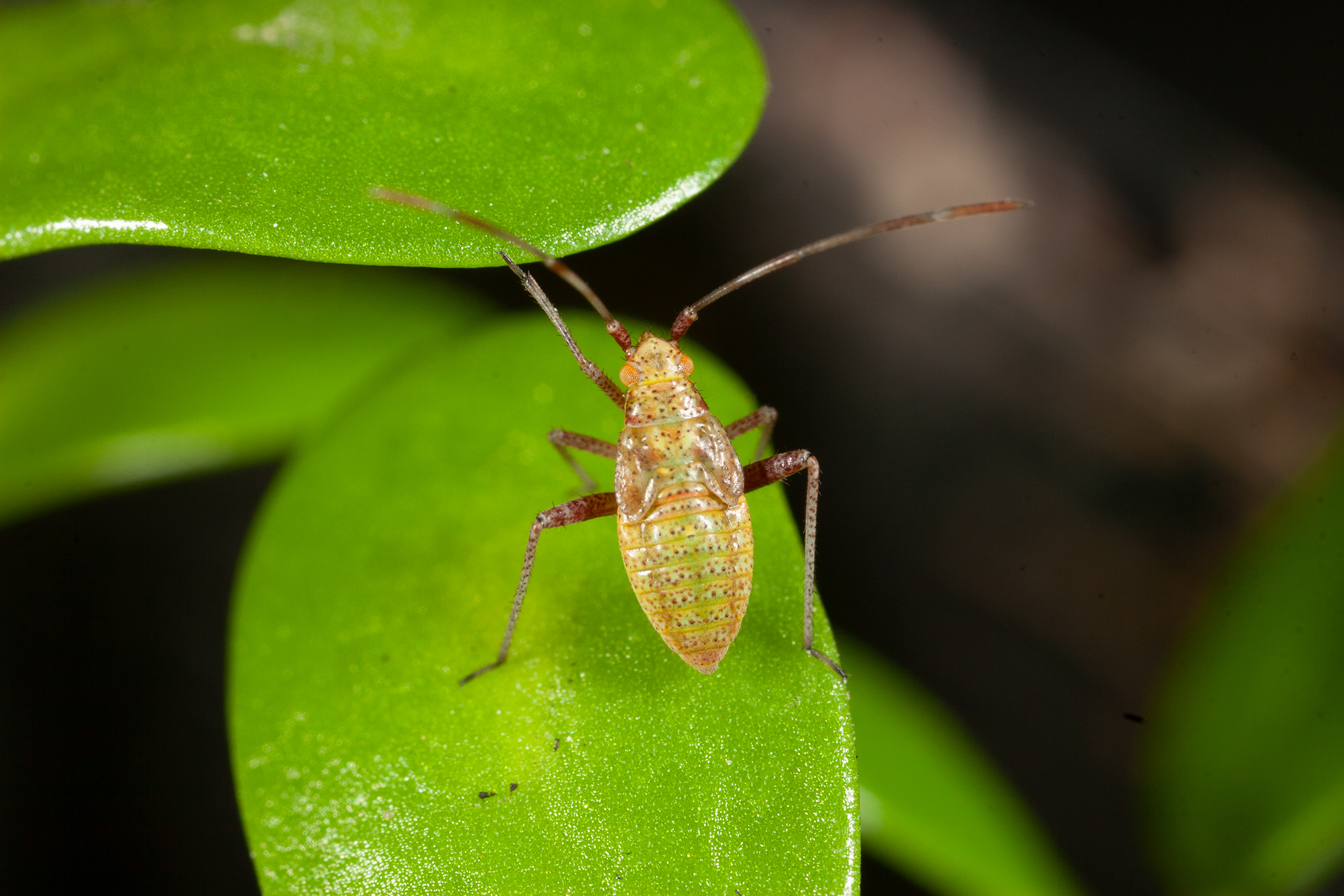 Green mirids – Cesar Australia