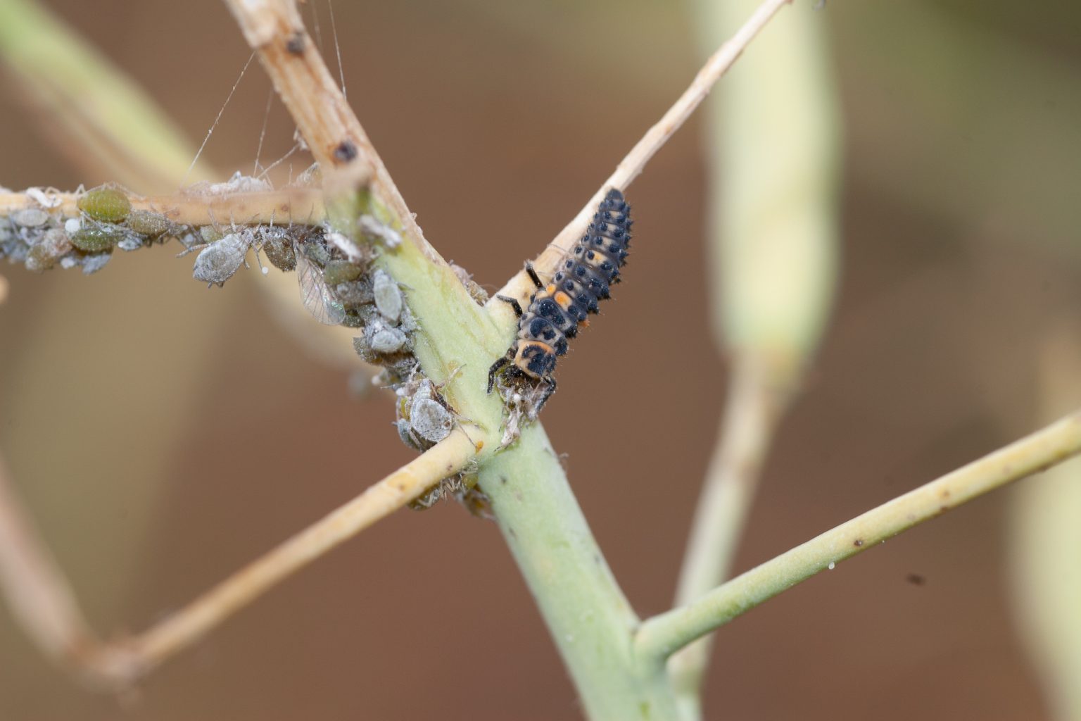 Getting to know the beneficials in your crops – Cesar Australia