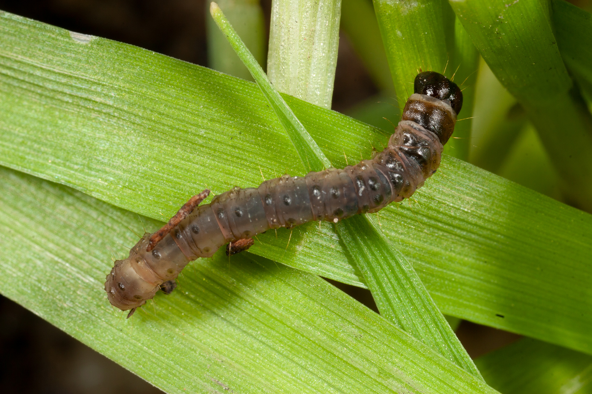 Caterpillars – Cesar Australia