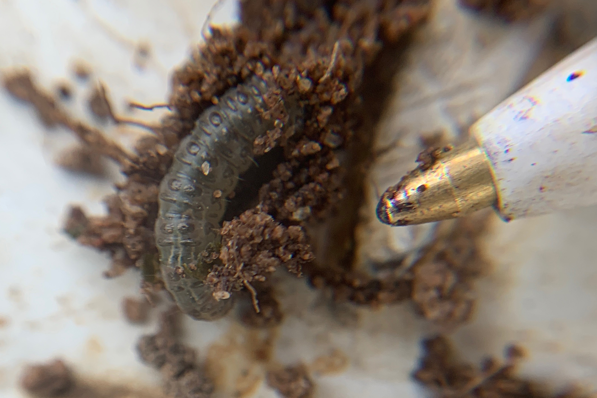 Caterpillars – Cesar Australia