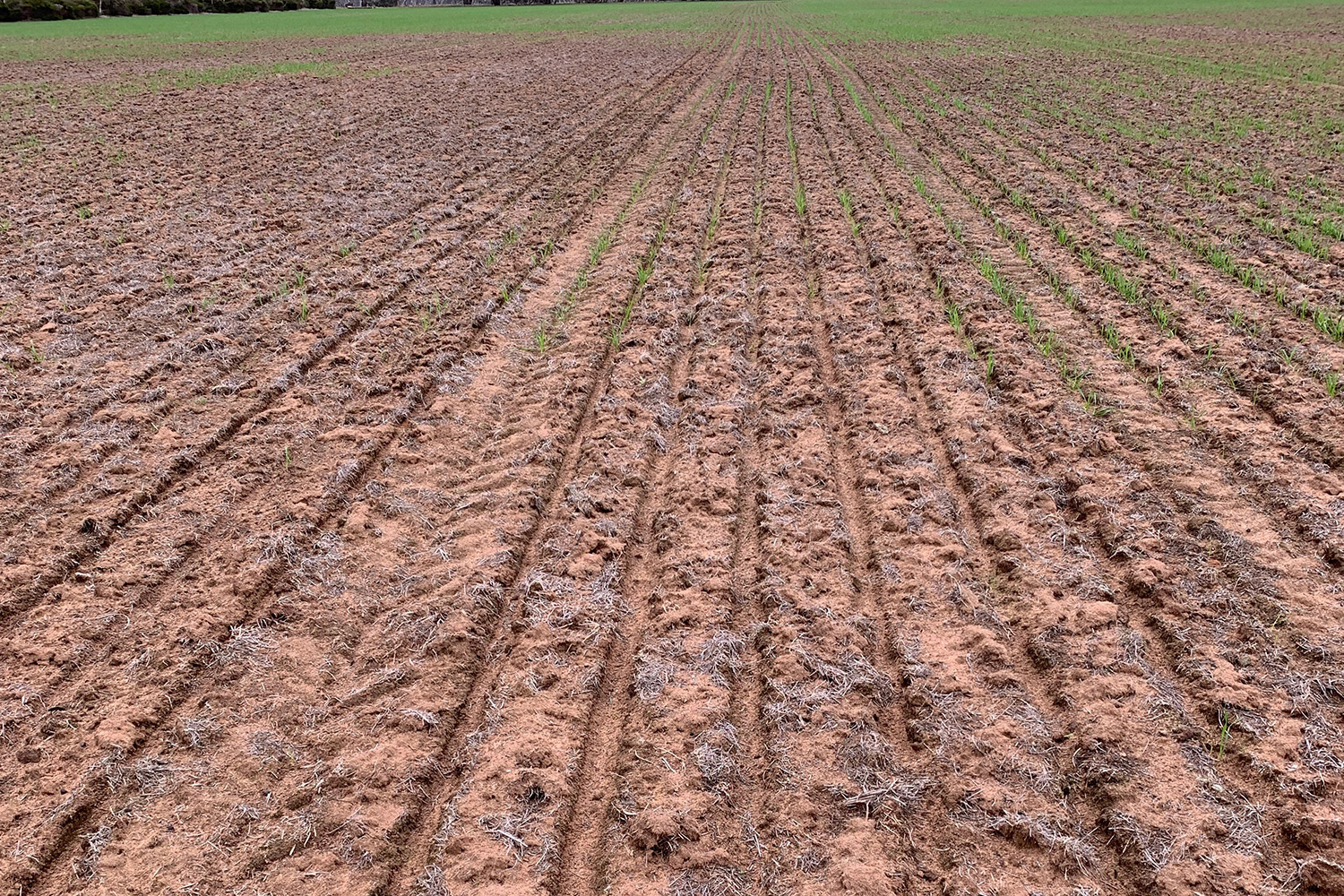 PestFacts articles – Page 5 – Cesar Australia