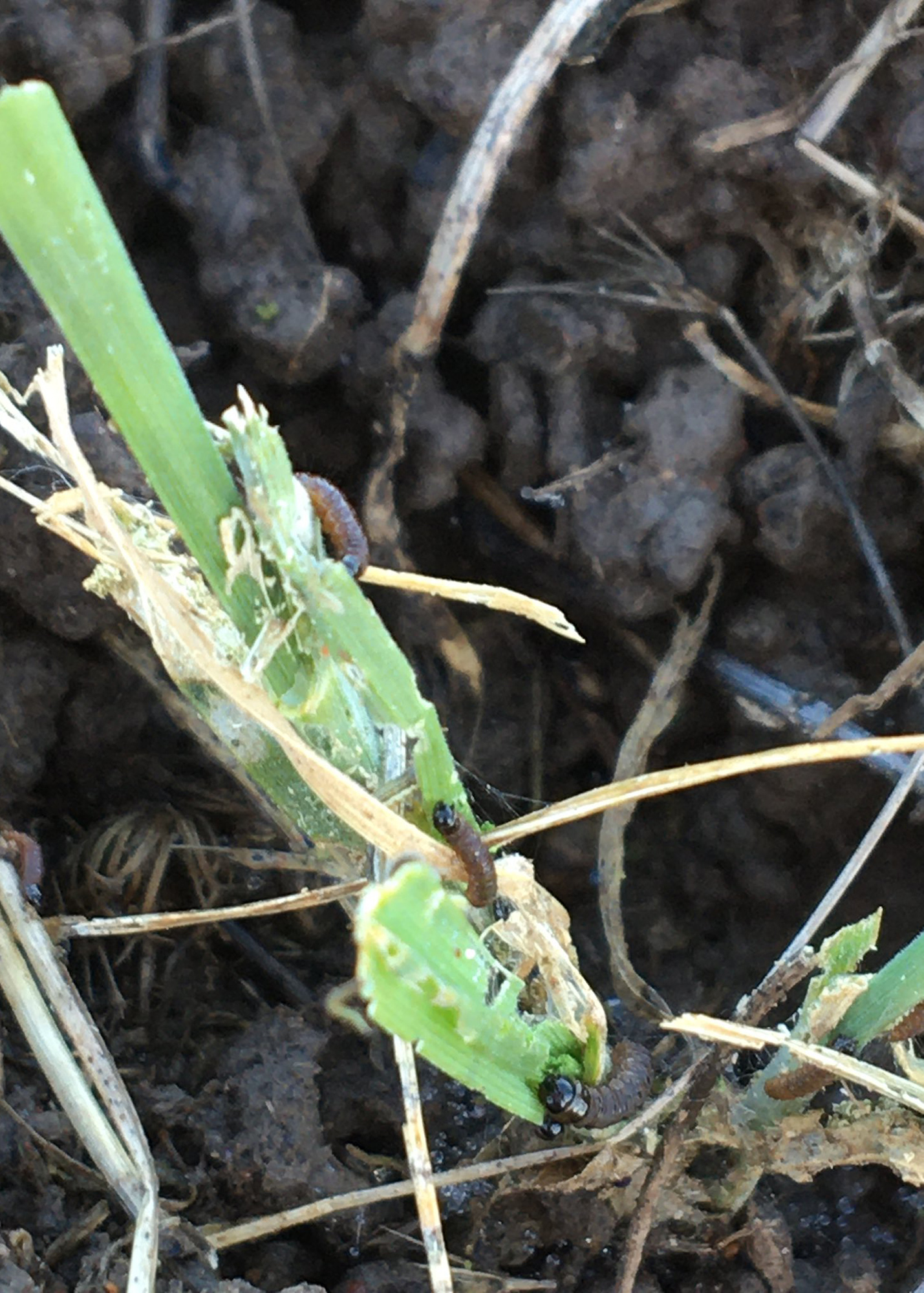 Chewed cereals: pasture webworm or cutworm? – Cesar Australia