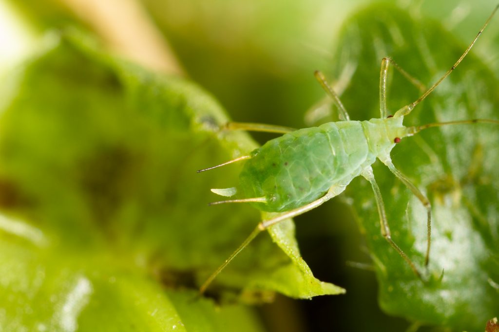 Pea aphid – Cesar Australia