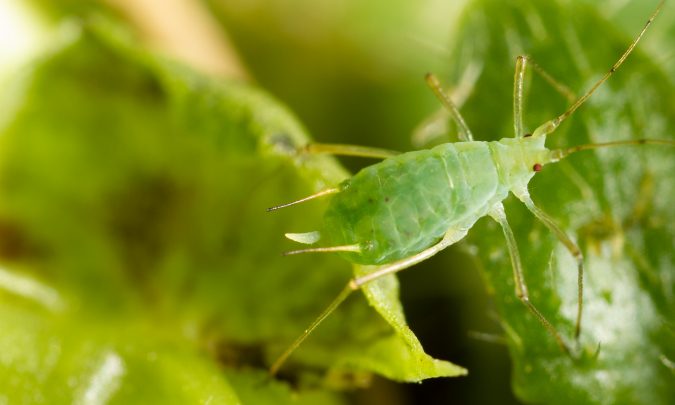 Pea aphid – Cesar Australia