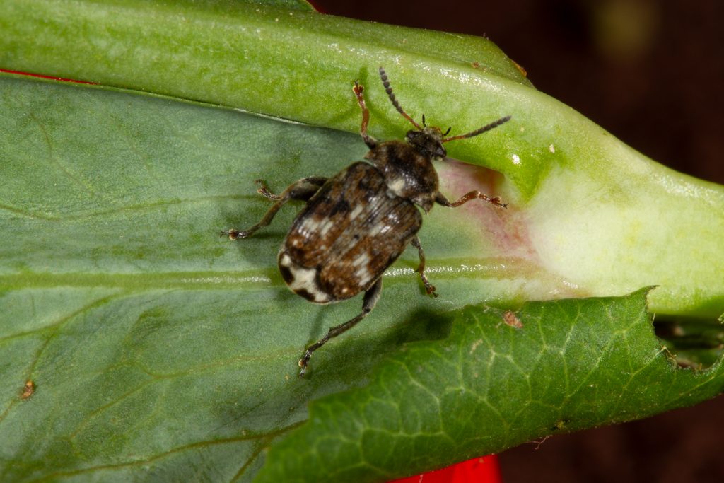 Pea weevil – Cesar Australia