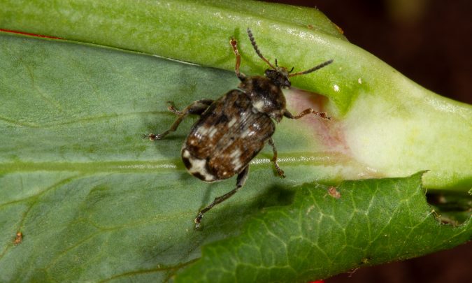 Pea weevil – Cesar Australia