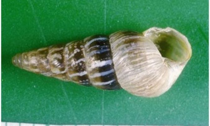Pointed snail – Cesar Australia
