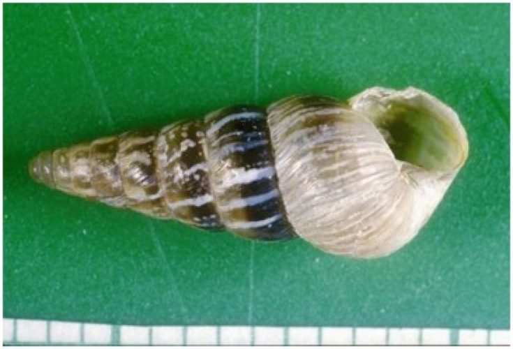 Snail activity ramps up in autumn, don’t wait too long to bait – Cesar ...