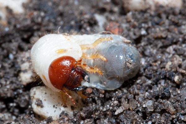 Scarabs and cockchafers: beyond head colour – Cesar Australia