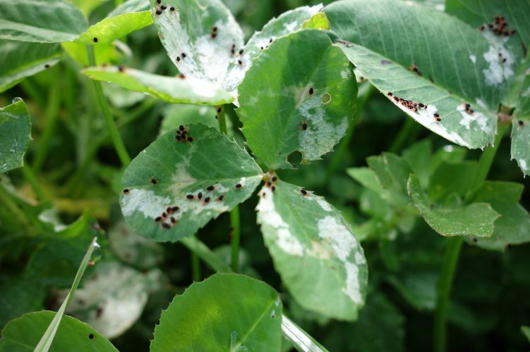 Cool, wet weather may mean redlegged earth mites hatch early this year ...