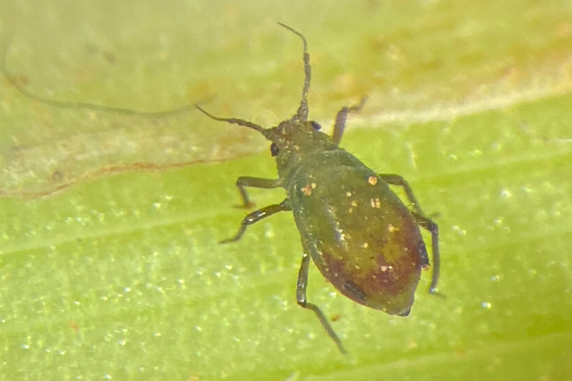 Unusual activity: flea beetles, root aphids and leafhoppers – Cesar ...
