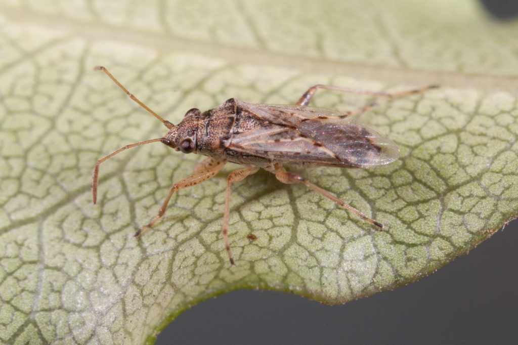Rutherglen bug – Cesar Australia