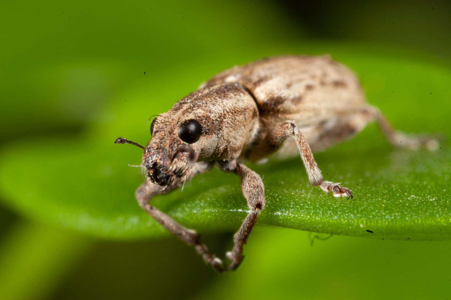 Sitona weevil – Cesar Australia