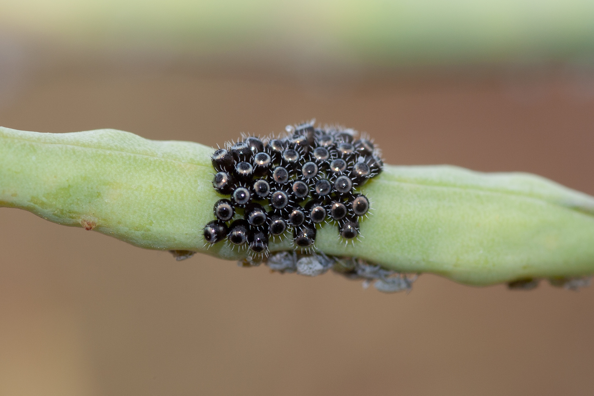 Native armyworms in crops this spring – Cesar Australia