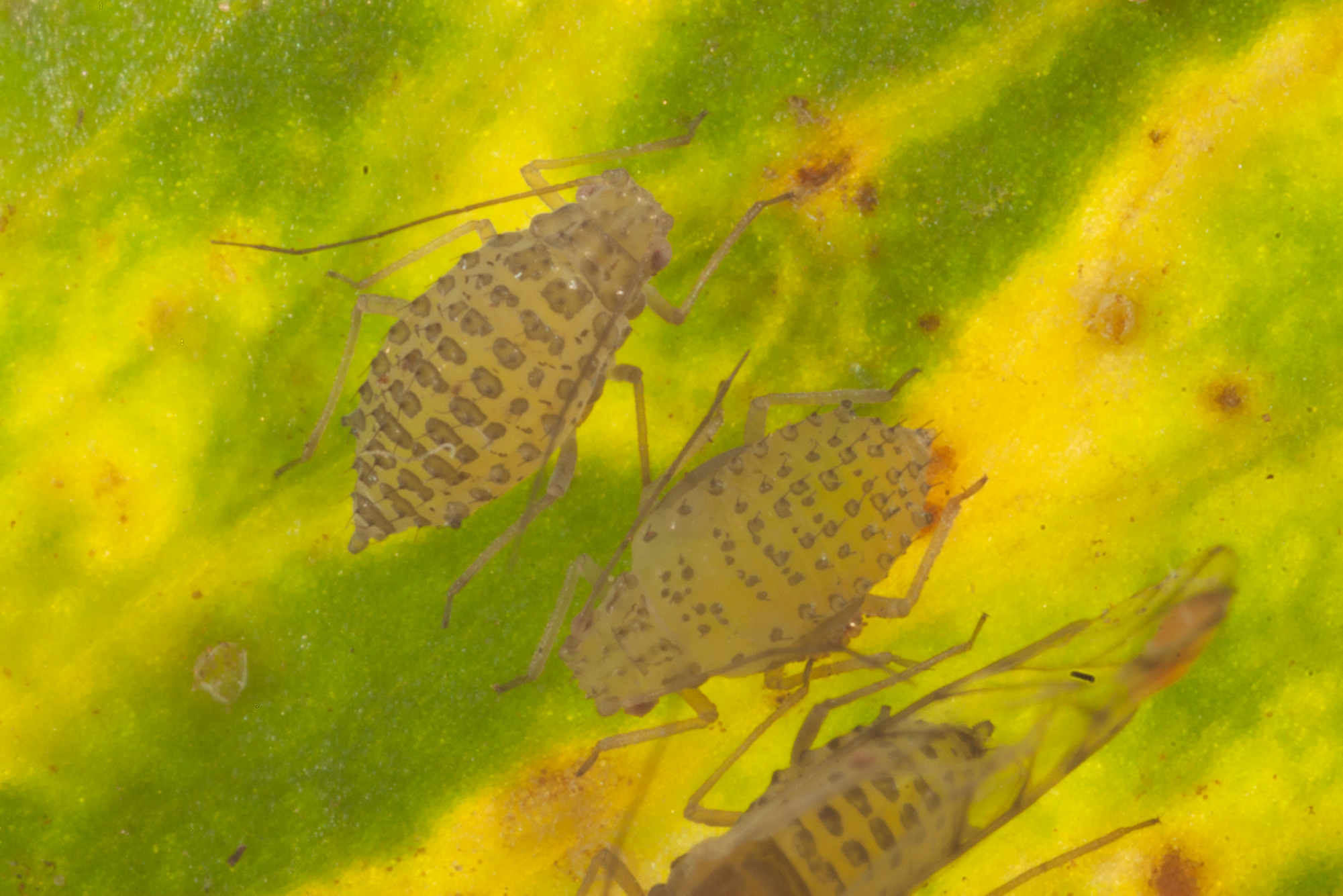 Spotted alfalfa aphid – Cesar Australia