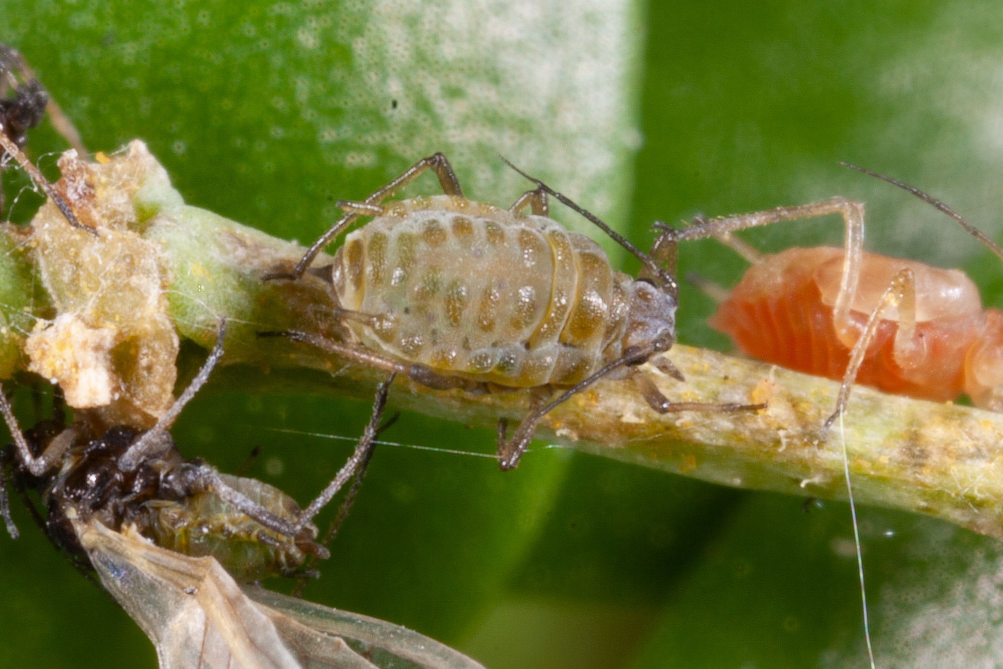 Turnip aphid – Cesar Australia
