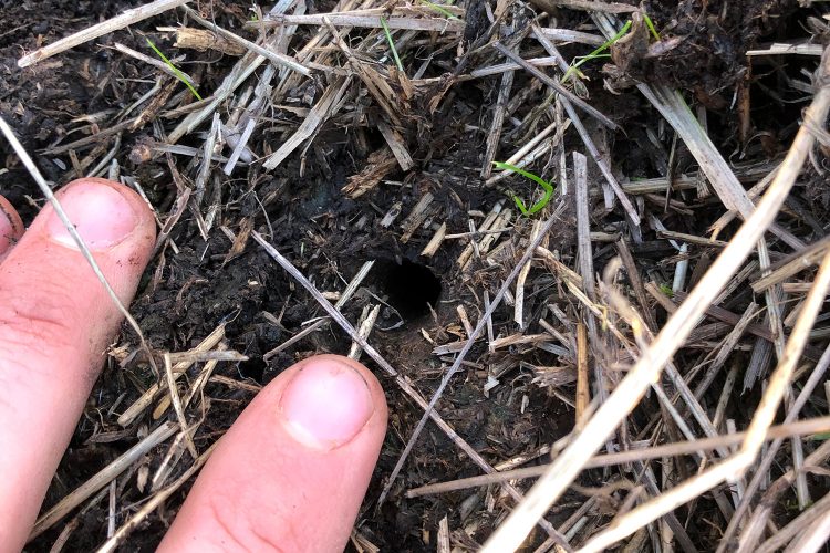A bit about the underground grass grub – Cesar Australia