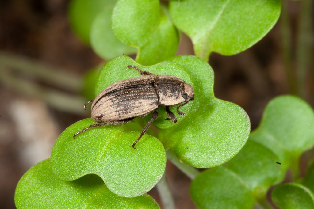 Southern False wireworm – Cesar Australia