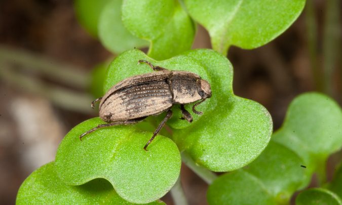Beetles – Cesar Australia