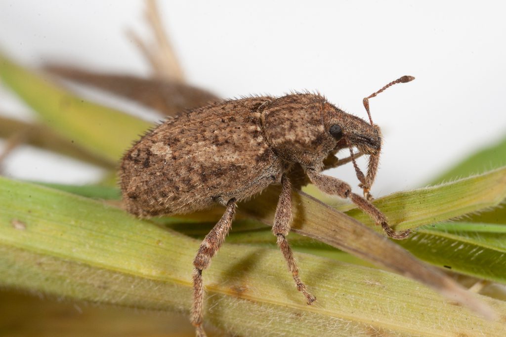 Vegetable weevil – Cesar Australia