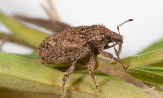 Vegetable weevil – Cesar Australia